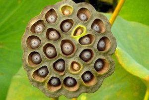 Tripofobi (Delik Fobisi) Nedir? - Kivi Tadında